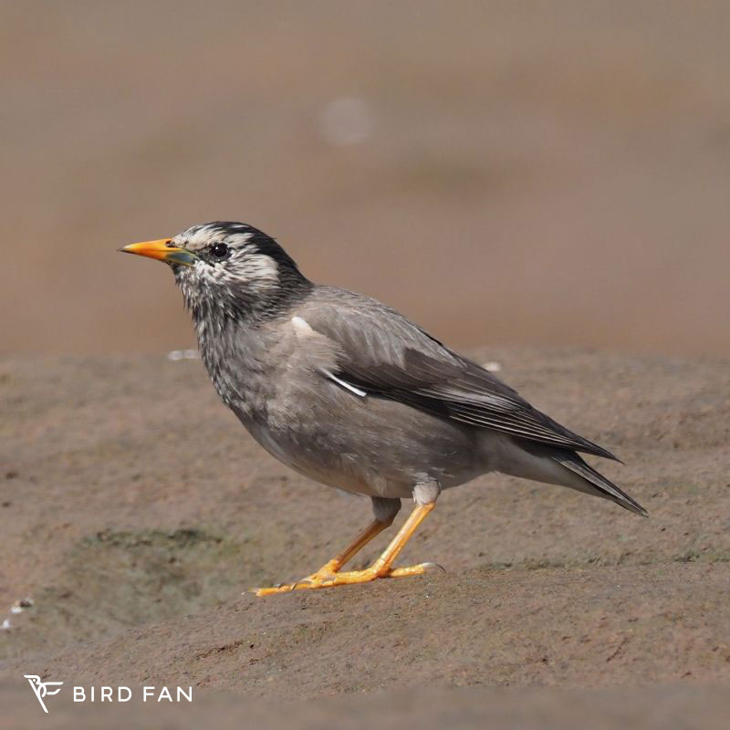 ムクドリ – BIRD FAN （日本野鳥の会）